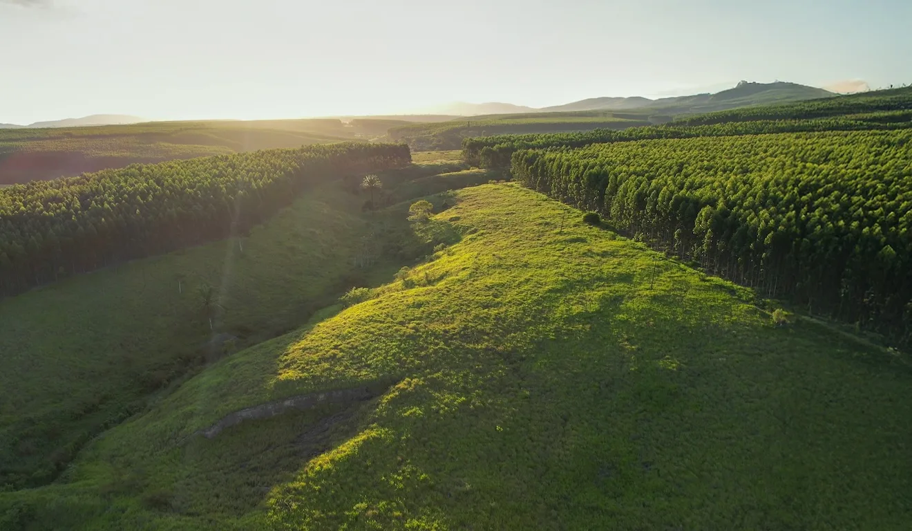 Com sócios de peso, startup de restauro Biomas anuncia primeiro projeto | Reset